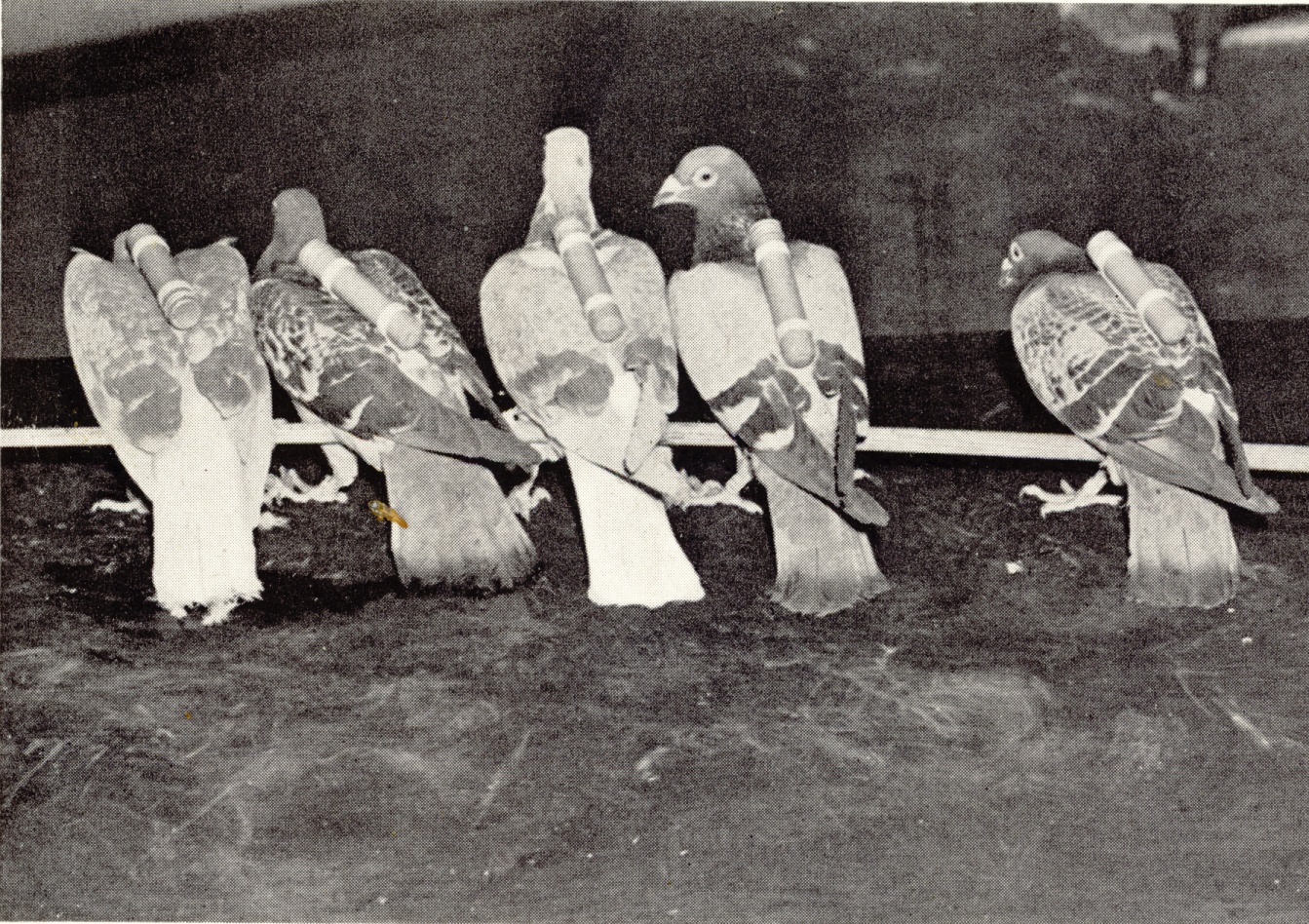 Pigeoncote Bookstore Pigeons In War