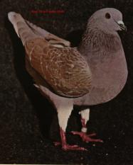 The Pigeon Cote Presents the Modena